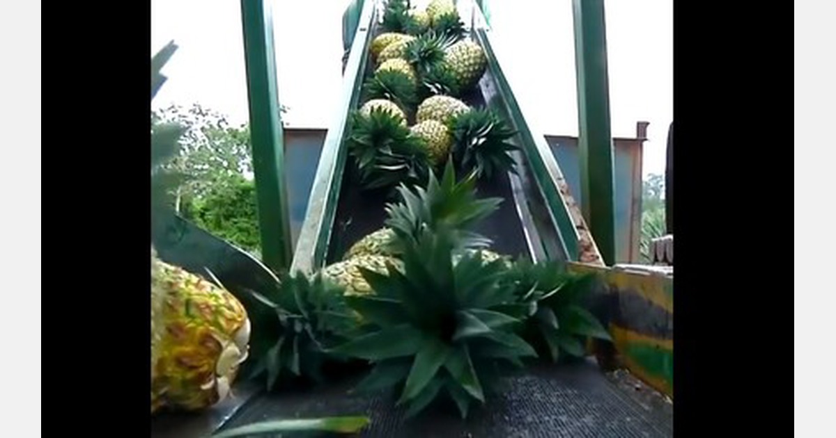 Zo wordt ananas geoogst
