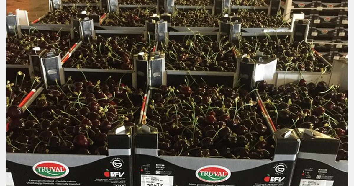 "Turkse kersen die nu wellicht deze kant op komen, kunnen voor onnodige ...