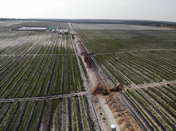 "Met grootschalige eigen teelt Portugese blauwe bessen in potten en ...