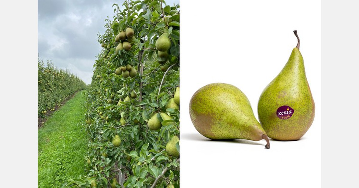 "Xenia-peer wordt binnen 10 jaar drie keer zo groot"