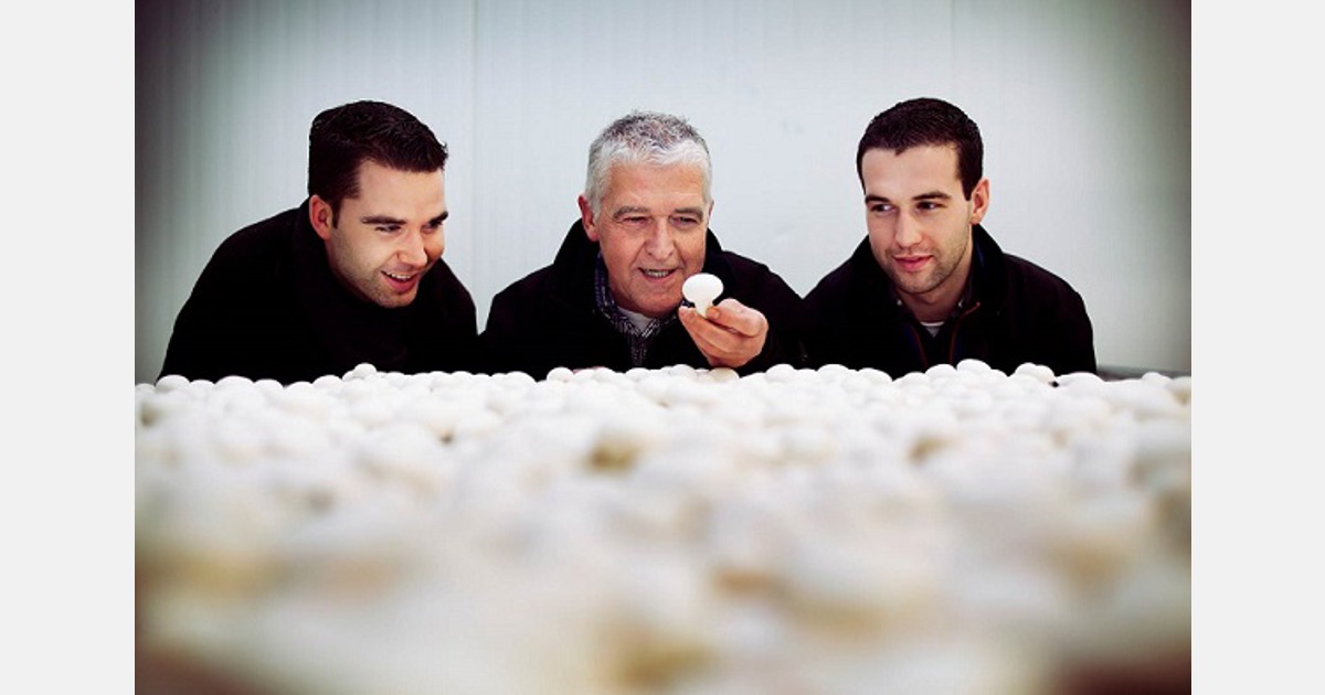 ‘Paddenstoelen gaan een belangrijke rol spelen in de voedseltransitie’