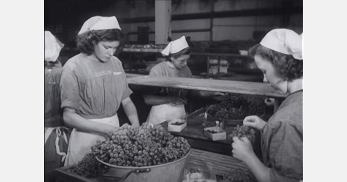 Uit de oude doos: Fruit invriezen in oorlogstijd