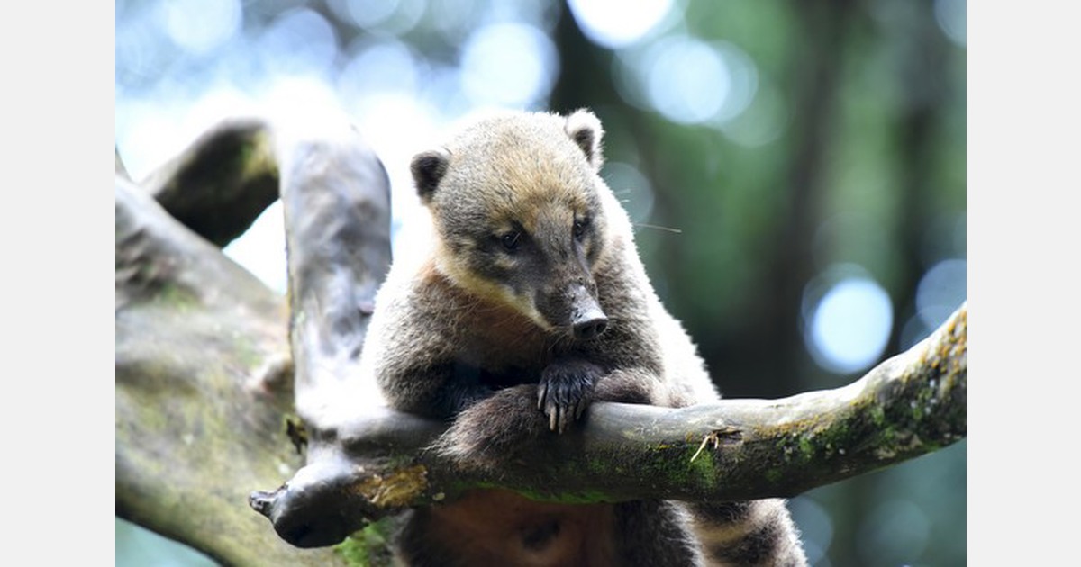 Ontsnapte rode neusbeer met fruit naar schuur gelokt en gevangen