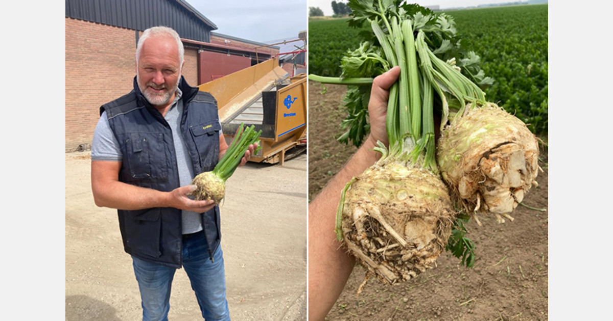 "Komende weken worden cruciaal voor opbrengsten knolselderij"