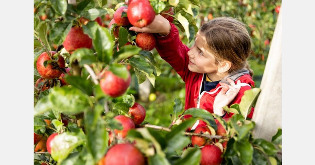 Klanten plukken lokale Sprank appel op AH Appelplukdag