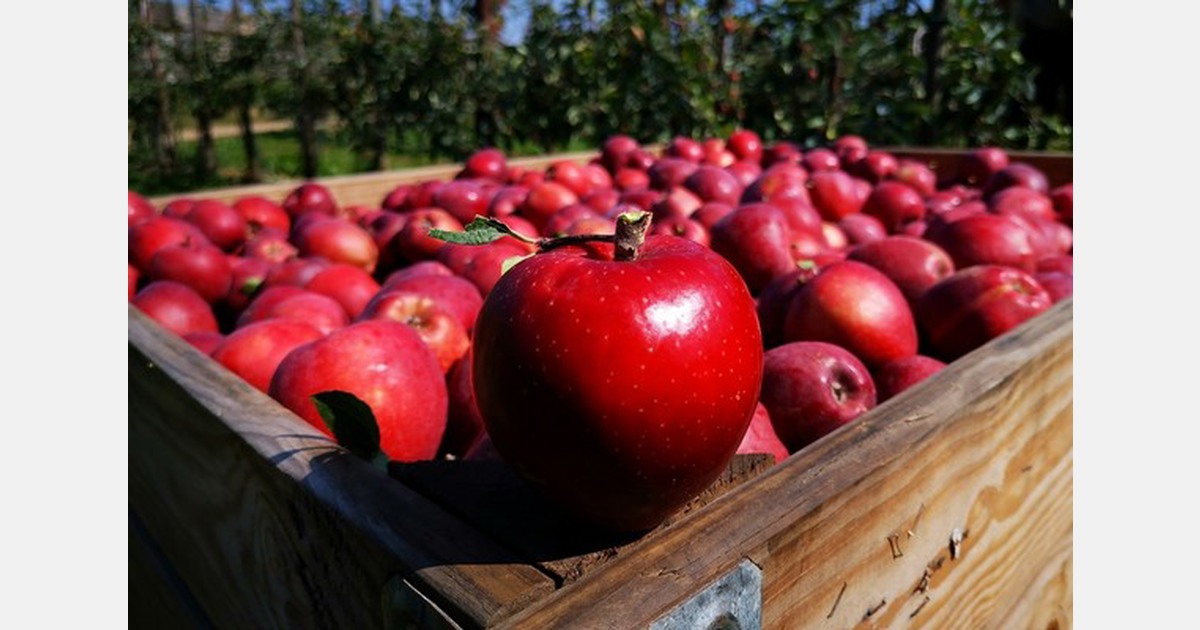 "Groot potentieel voor Belgische appels in Egypte"
