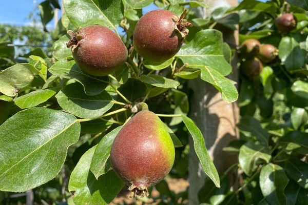 "Perfecte weersomstandigheden resulteert in grootste Qtee-perenoogst ...