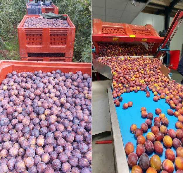 "In de toekomst willen we van half juli tot eind oktober aan de markt ...