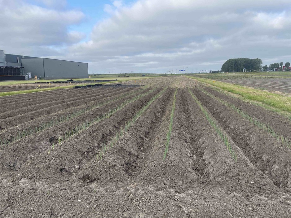 Tozer Seeds presenteert nieuwe cultivars op Seed Meets Technology