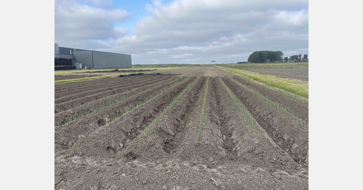 Tozer Seeds presenteert nieuwe cultivars op Seed Meets Technology