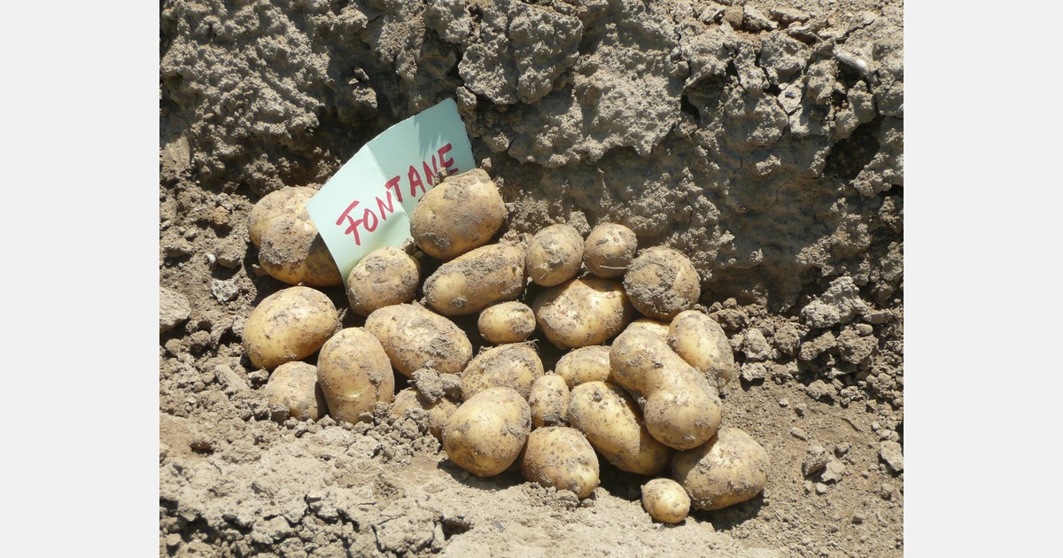 Belgische Fontane-aardappelen blijven fors achter door weinig groeidagen