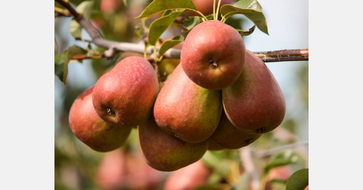 "Qua smaak durven we wel te beweren dat de Early Desire elke andere ...