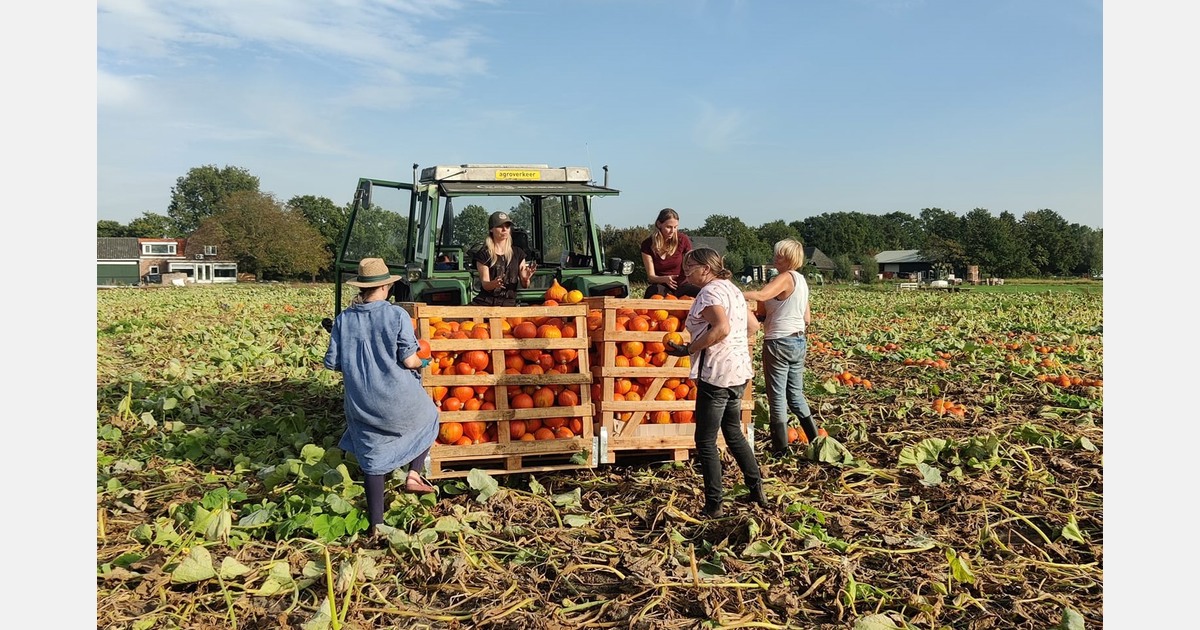Biologische pompoenen rapen voor een prikkie