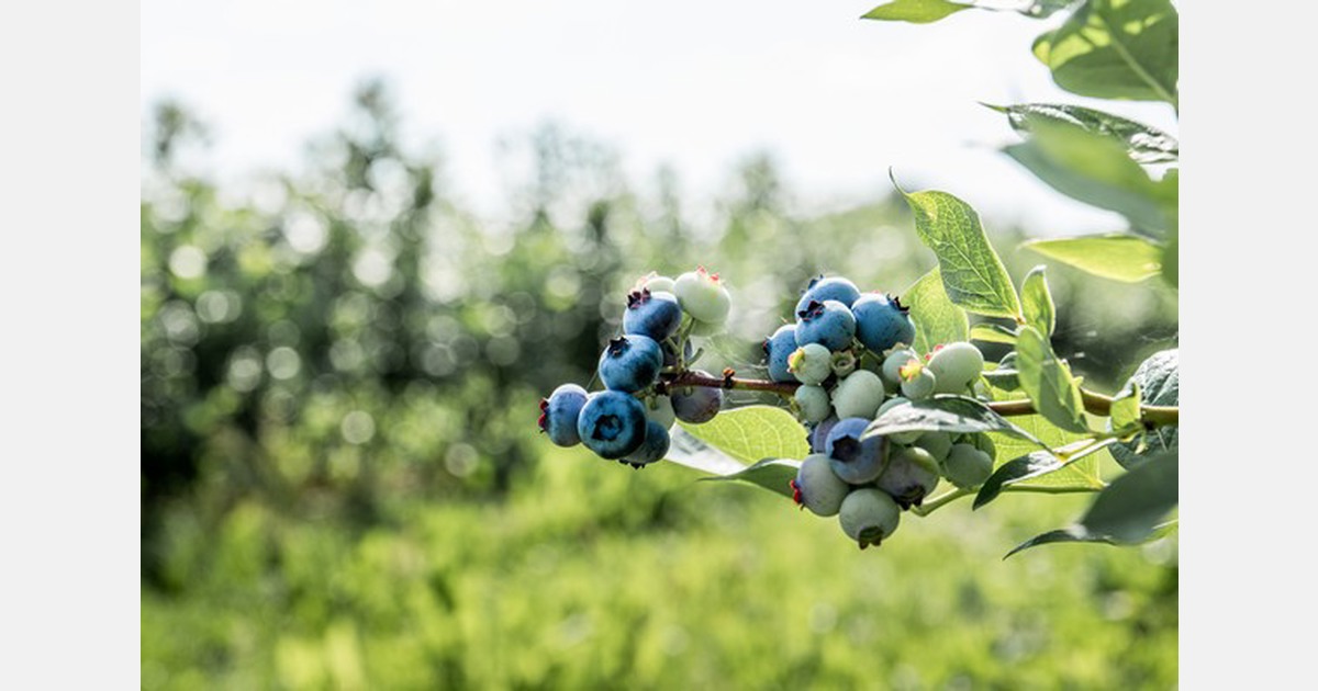 "De pandemie en inflatie hebben mensen doen inzien dat diepgevroren ...