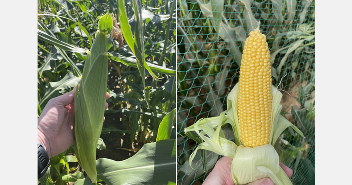 "Senegalees suikermaisseizoen komt op stoom"
