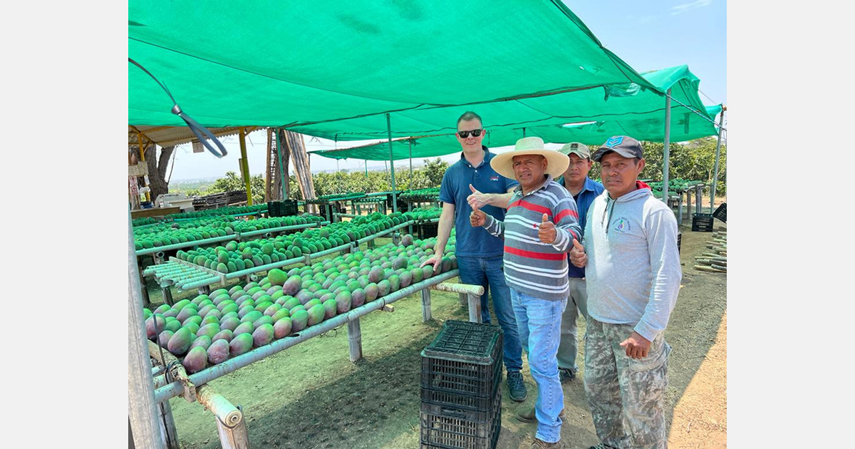 "Gat verwacht tussen Peru en West-Afrika in exceptioneel mangoseizoen"