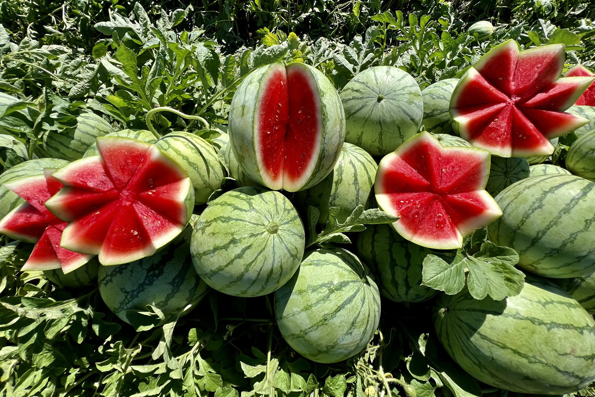 "Komende weken stabiele prijzen Galia, Cantaloupe en mini-watermeloenen ...