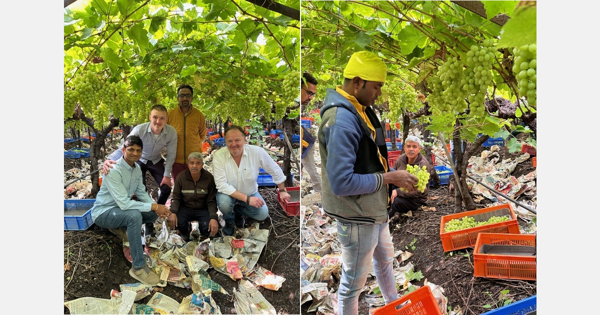 "Door vroege start zal volume India-druiven vanaf begin april al vlug afnemen"