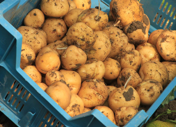 Eerste Opperdoezer Ronde geoogst