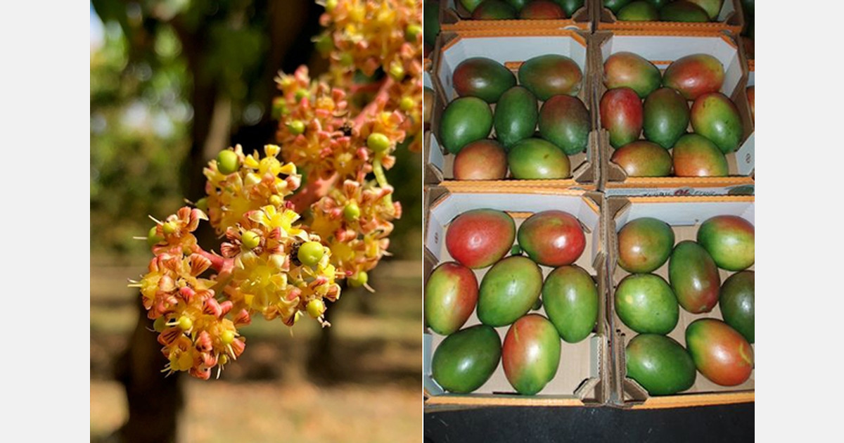 "De Europese markt heeft inmiddels de kwaliteit van de Puerto Ricaanse Keitt mango’s omarmd"