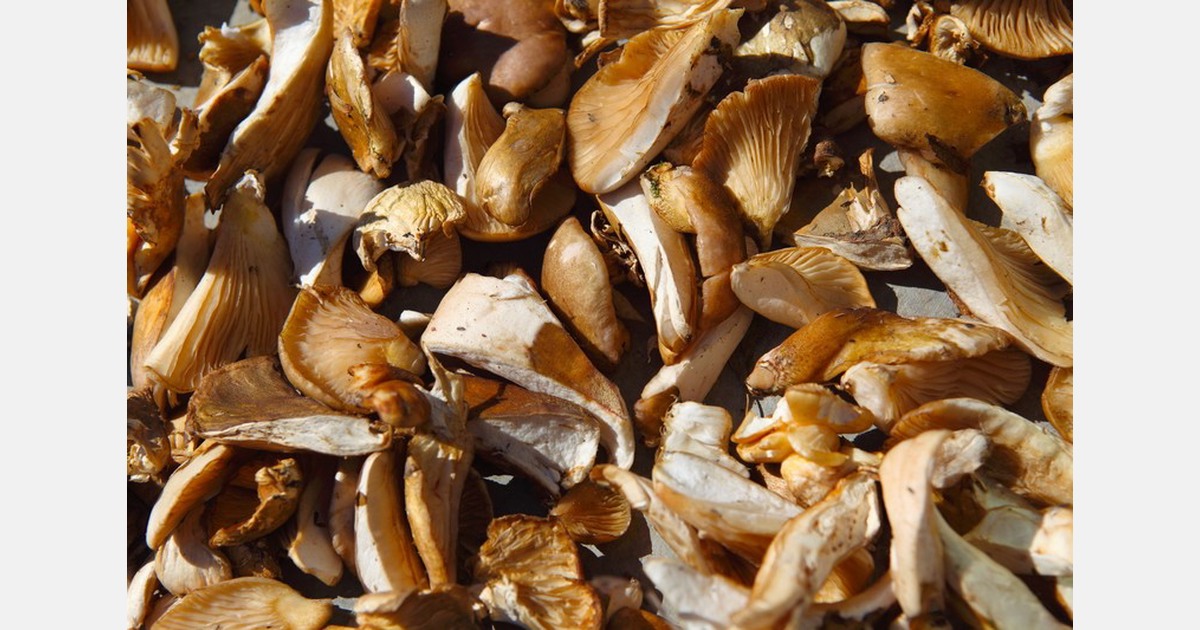 RASFF: Ongeautoriseerde stoffen in gedroogde champignons uit China