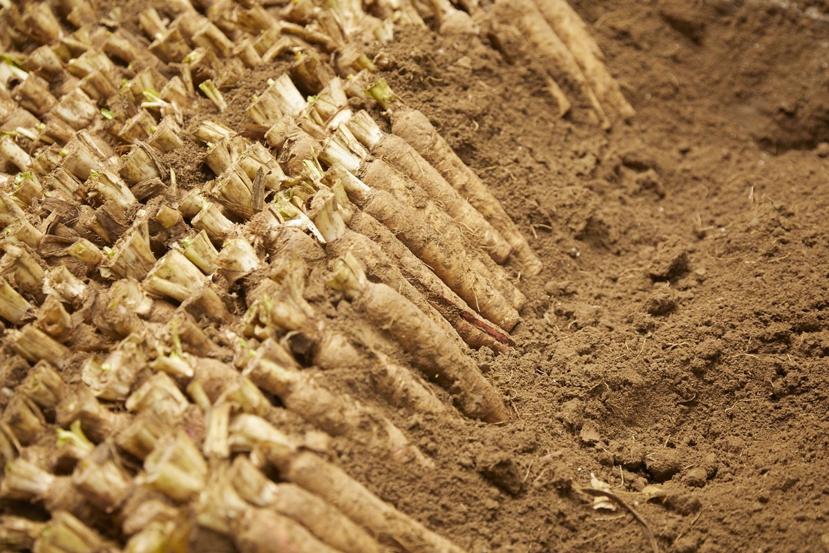 "Stabiele prijzen grondwitloof een steuntje in de rug van telers ...