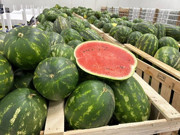 "Goede vraag naar Marokkaanse Dumara-watermeloenen"