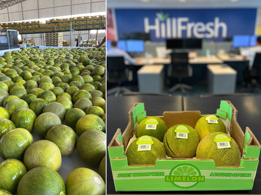 "Limelon vindt vlot zijn weg als specialty-meloen binnen Europese retail"