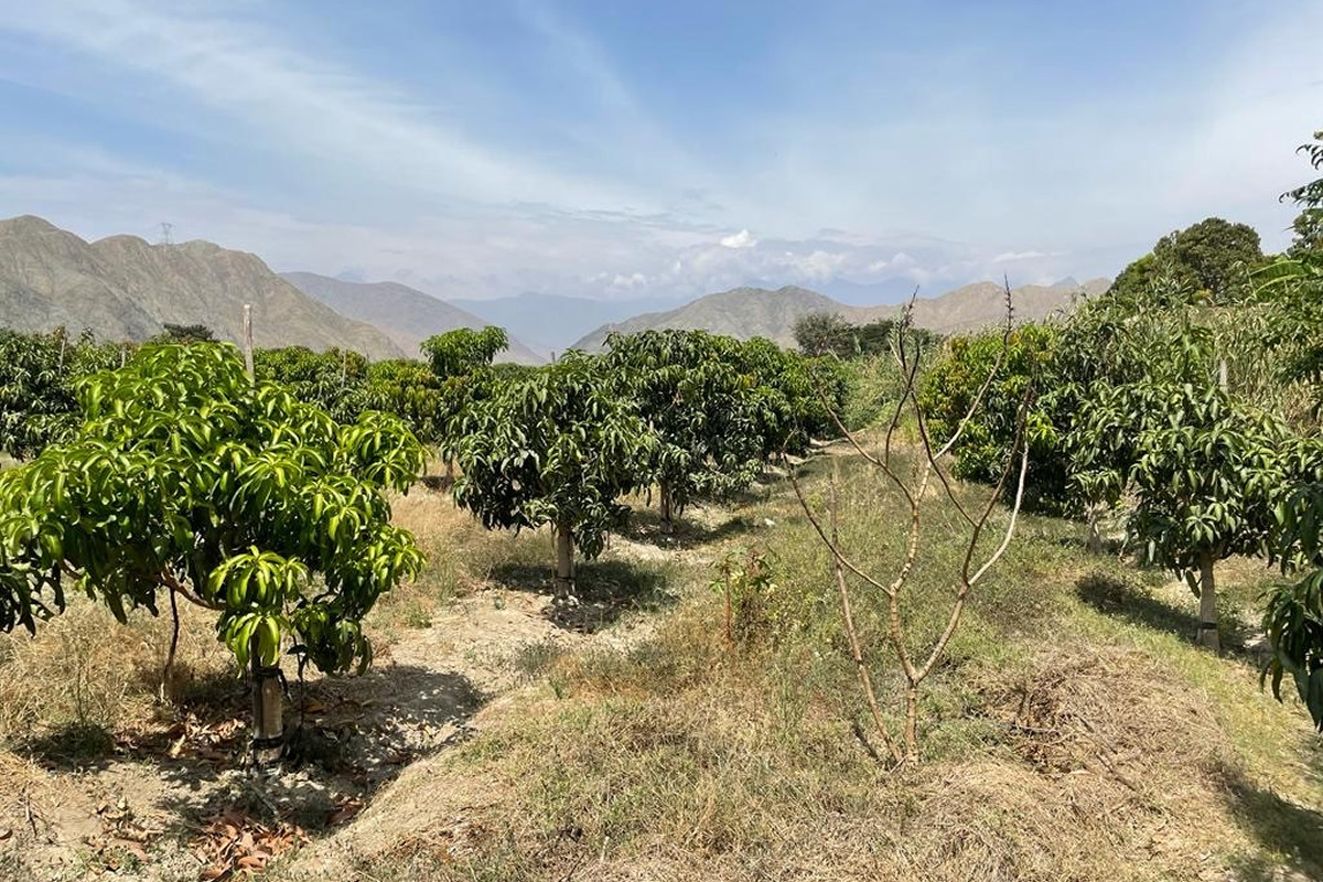 "Markt was 'eager' om West-Afrikaanse bio-mango's te ontvangen na ...