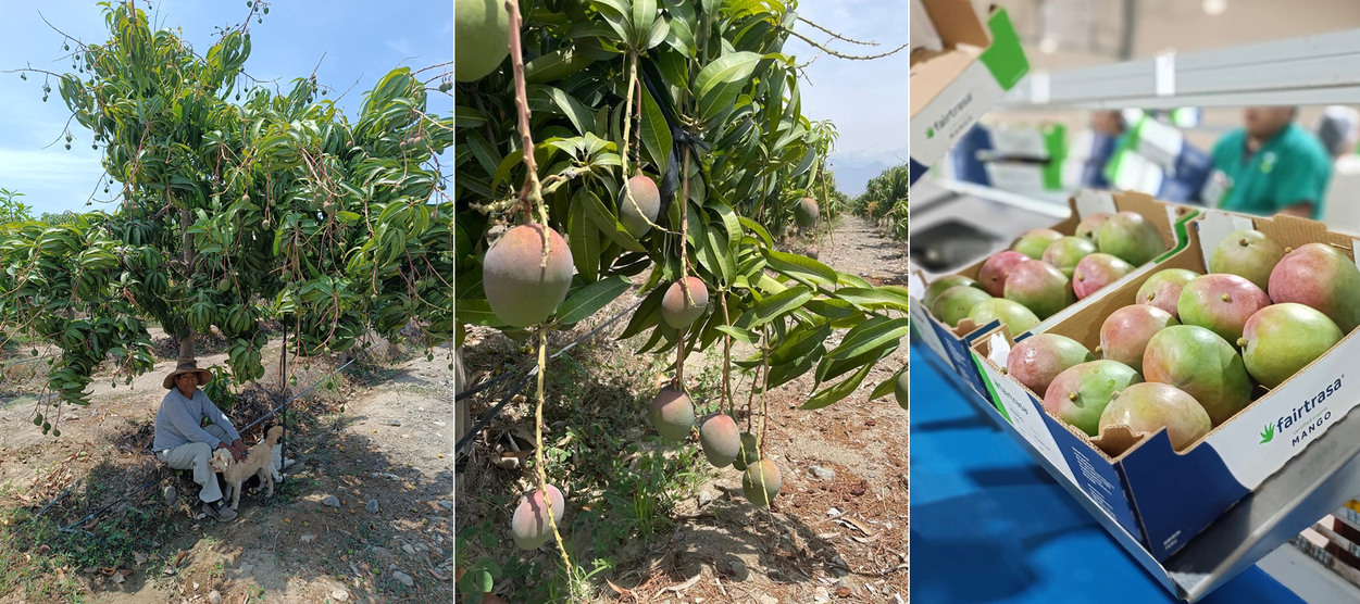 "Markt was 'eager' om West-Afrikaanse bio-mango's te ontvangen na ...