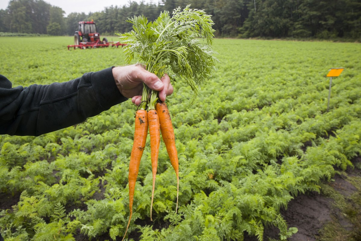 Wortelteelt onder druk, ketenpartners slaan handen ineen