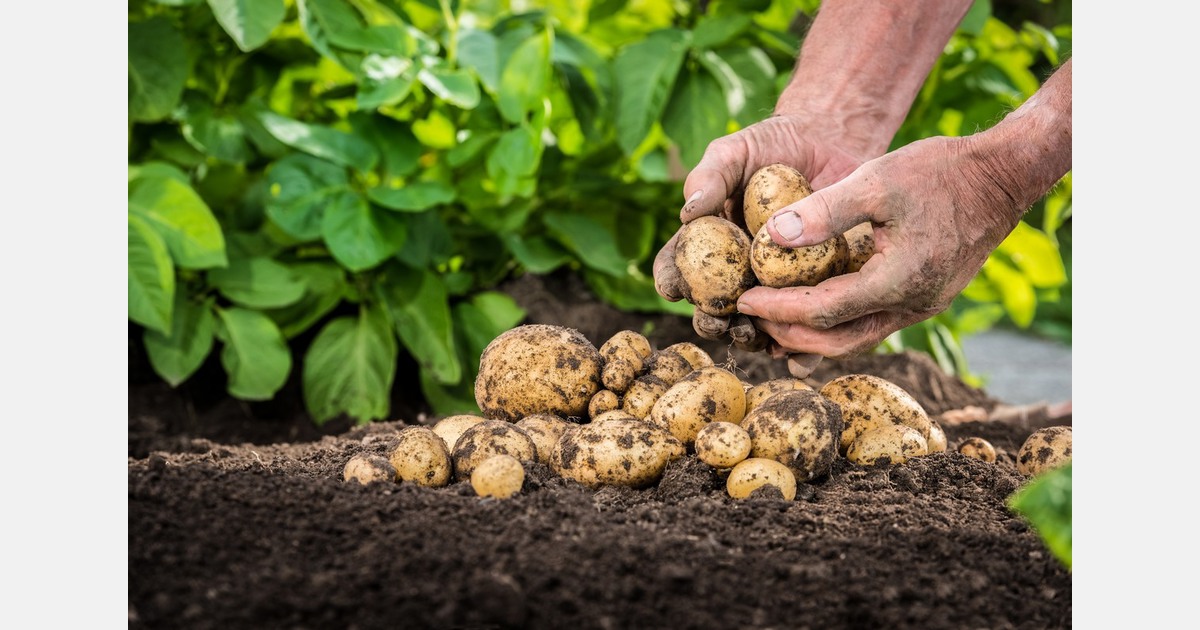 "Moeilijk voorjaar voor aardappelen, maar van een misoogst spreken we niet"