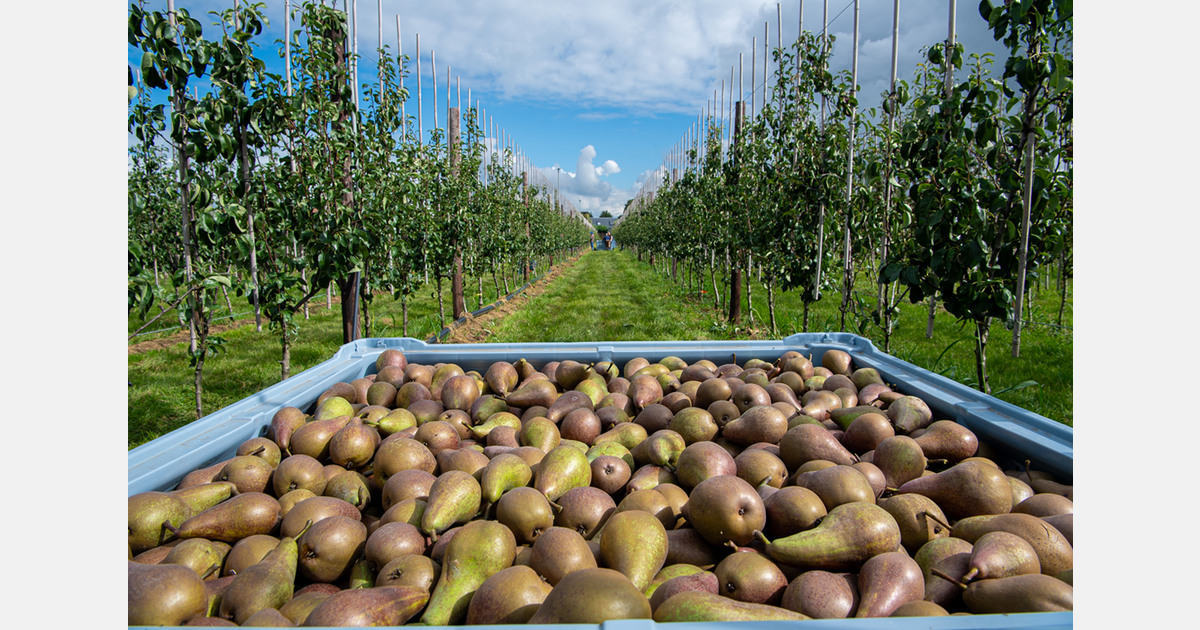 "Natuurlijke uitval met grotere maten en minder volume kan zorgen voor ...