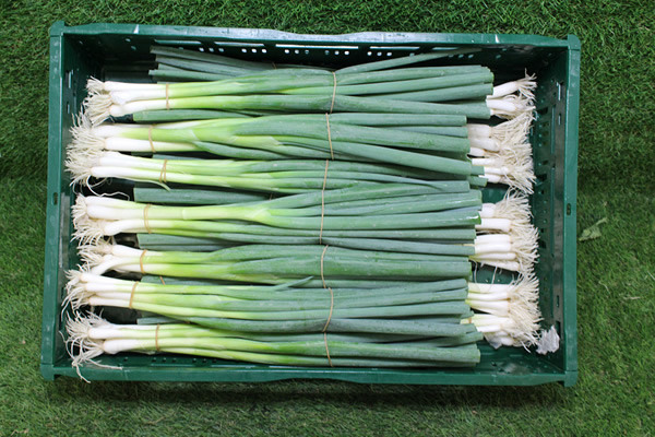 "Waarom de markt overvoeren met Egyptische bosuien als er volop Duitse ...