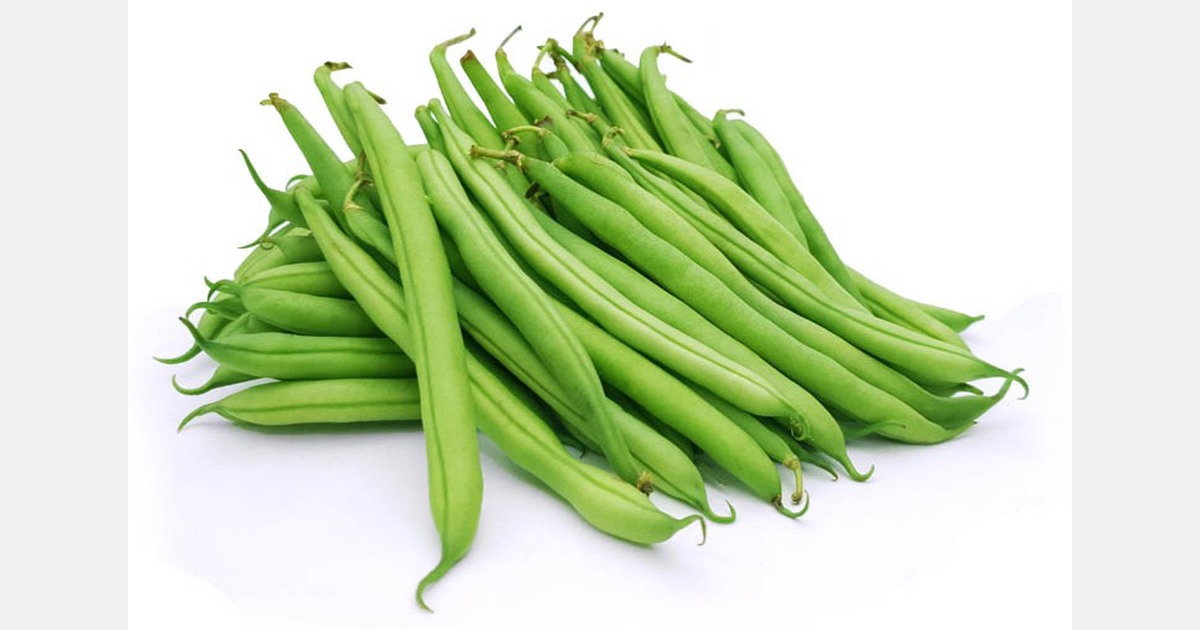 Teler blijft met 100 ton sperziebonen zitten