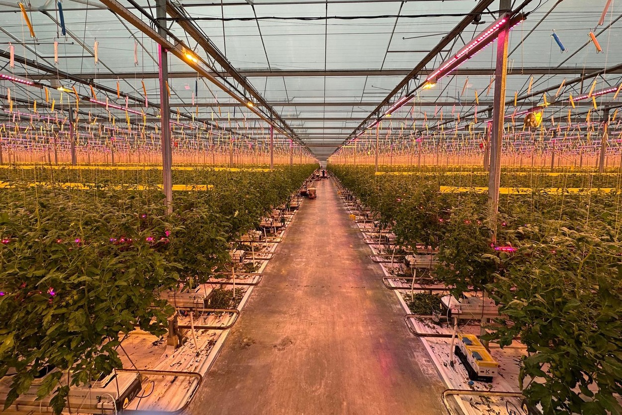 Belichte winterteelt komkommers en tomaten BelOrta telers gestart