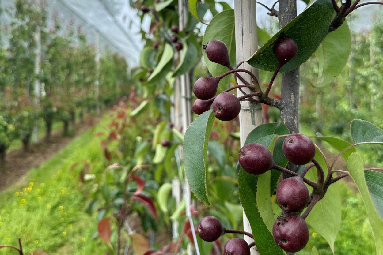 "We kijken uit naar de eerste volwaardige Piqa Red oogst"