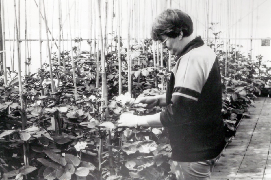 Uit de oude doos: Nieuwe aardappelrassen van Hettema Zonen op komst