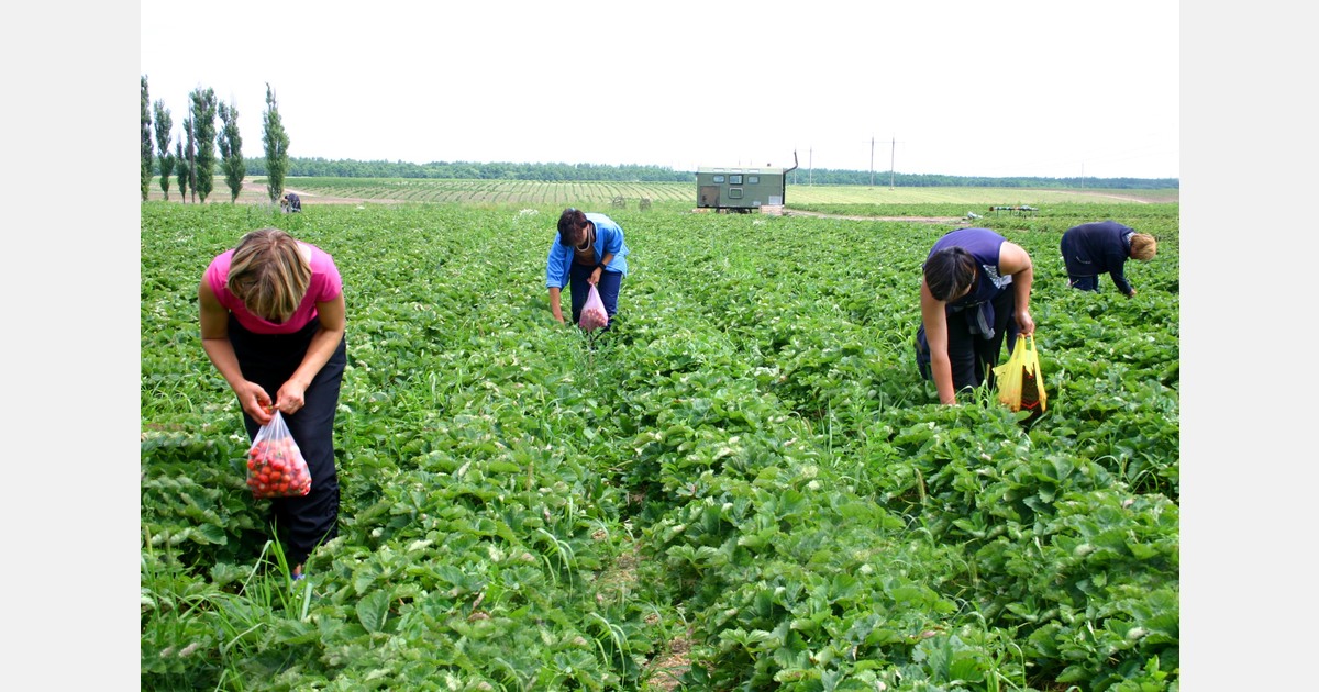''Nederland moet sturen op arbeidsmigratie voor houdbare toekomst''