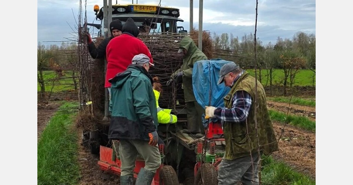 Nieuwe rassen moeten pruimenseizoen met maand verlengen