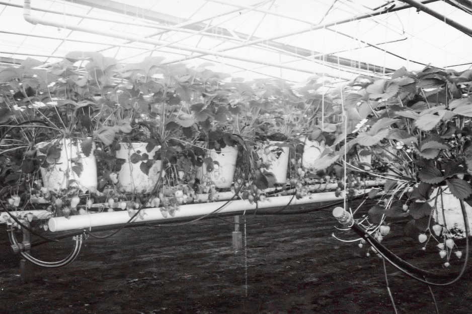 Uit de oude doos: Belgische Fruitveiling St. Truiden stapt gestaag over ...