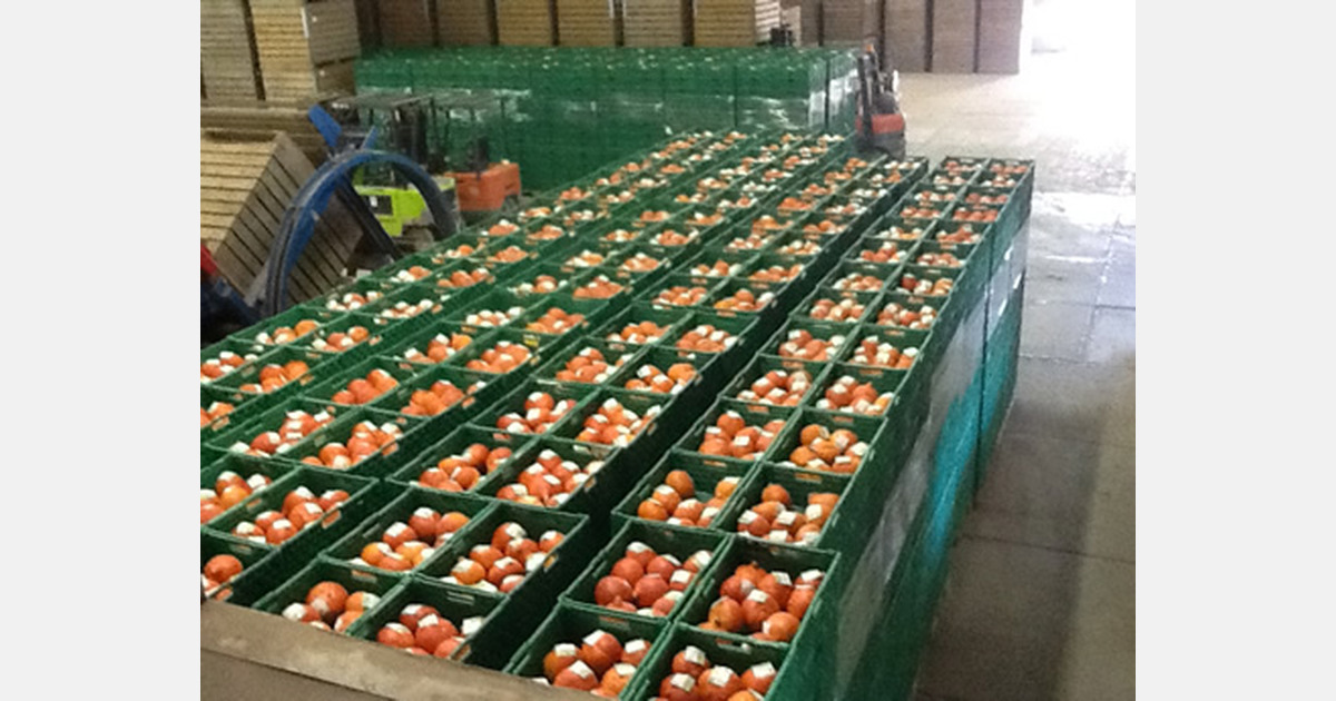 BioRey start verkoop Argentijnse pompoenen