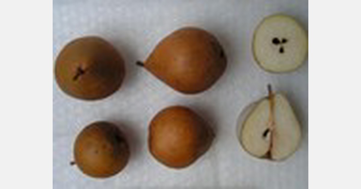 Internationaal stoofperenonderzoek brengt oude rassen in kaart