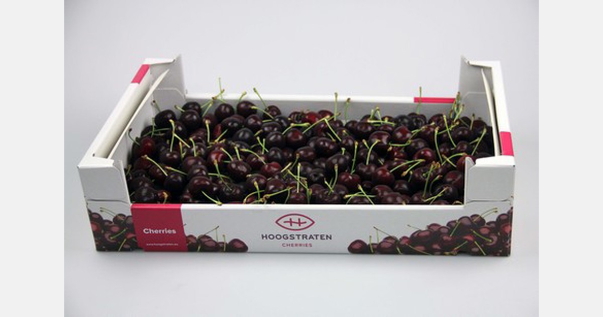 Vanaf nu alleen nog hydrogekoelde kersen in Hoogstraten