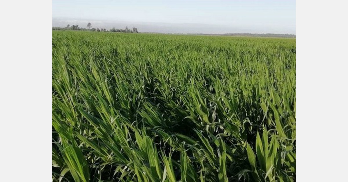 Frankrijk: “Storm verwoest 15.000 hectare aan producten”