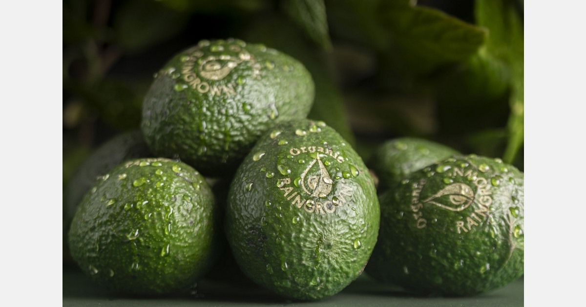 Eosta introduceert Organic Raingrown Avocado