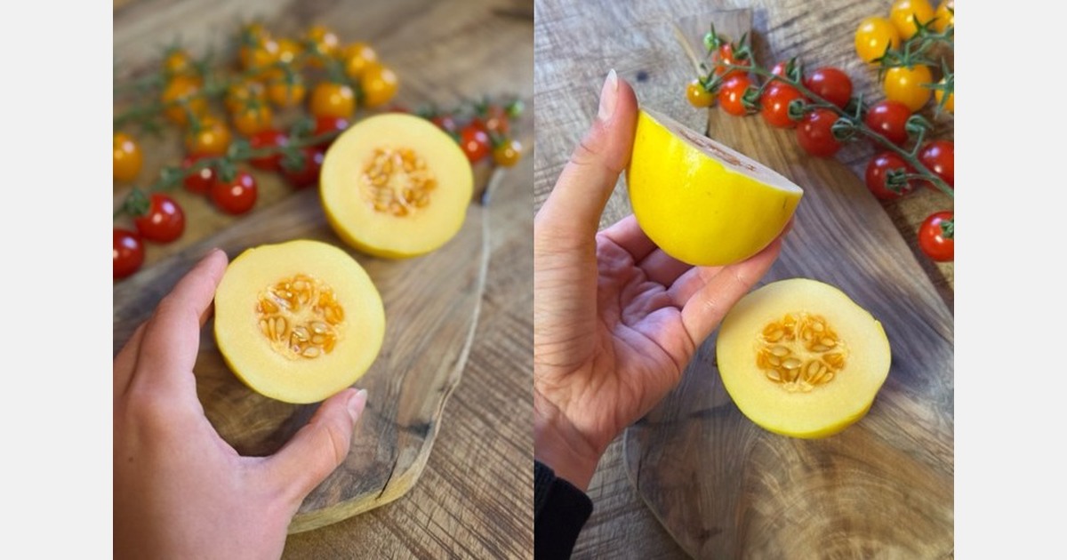 Minimeloen Honey Drops F1 Dara – Wat als een meloen je écht zou verrassen?