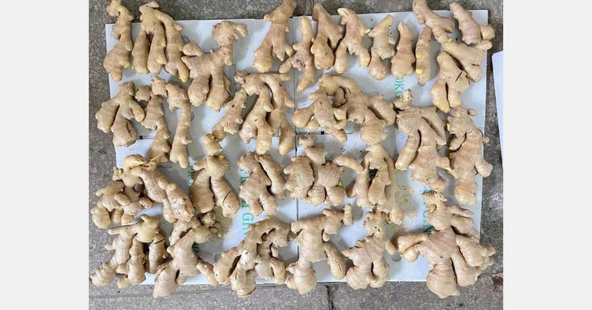 Krappe gembervoorraad noopt tot overzeese import