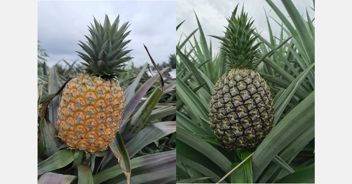 Chinese ananas met brix van 23-25 op Macfrut