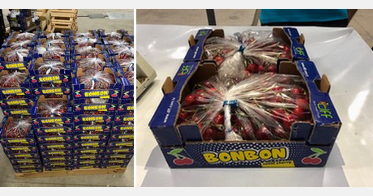 Uitmuntende Turkse kersen dankzij het goede weer